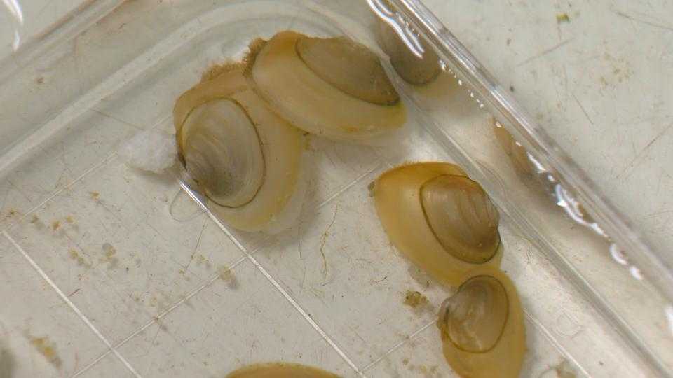 Report finds decline in Maryland's freshwater mussels