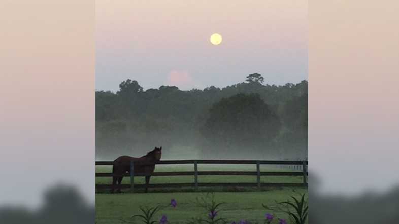 Viewers capture beautiful shots Harvest Moon across the country