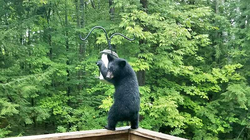 7 bears looking for a good meal