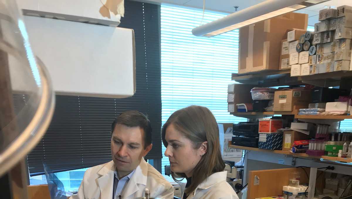 Boston researchers reverse aging in mice, study shows