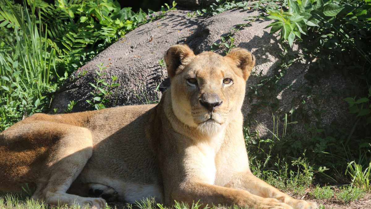 Kansas City Zoo mourns loss of 22-year-old lion, Nala