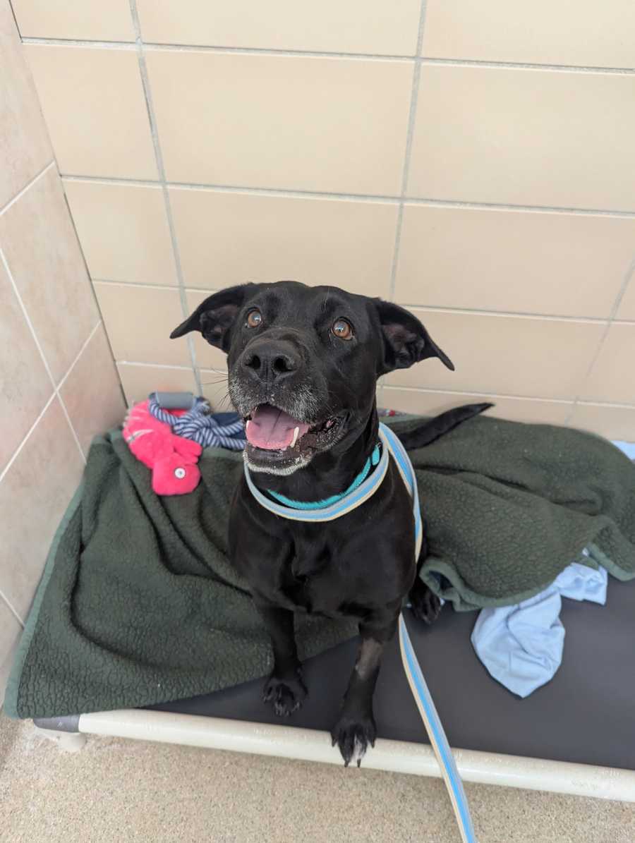 Dogs transported from Los Angeles fire zones ready for adoption in ...