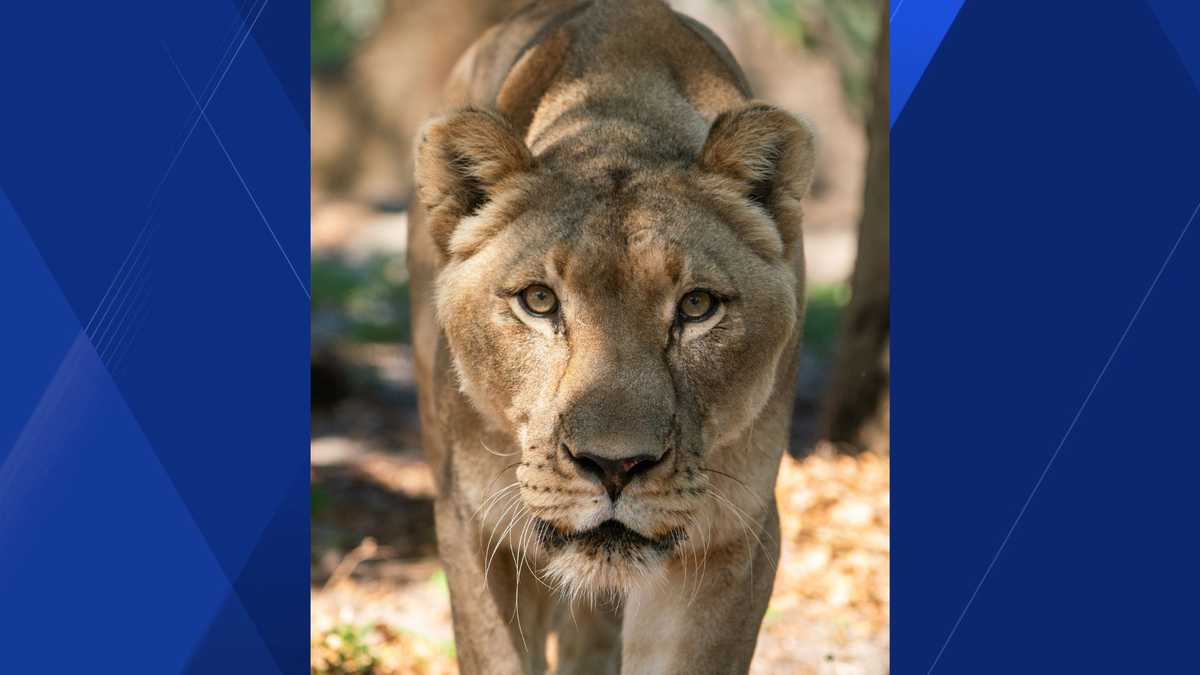 Naples Zoo's beloved African lioness dies at age 20