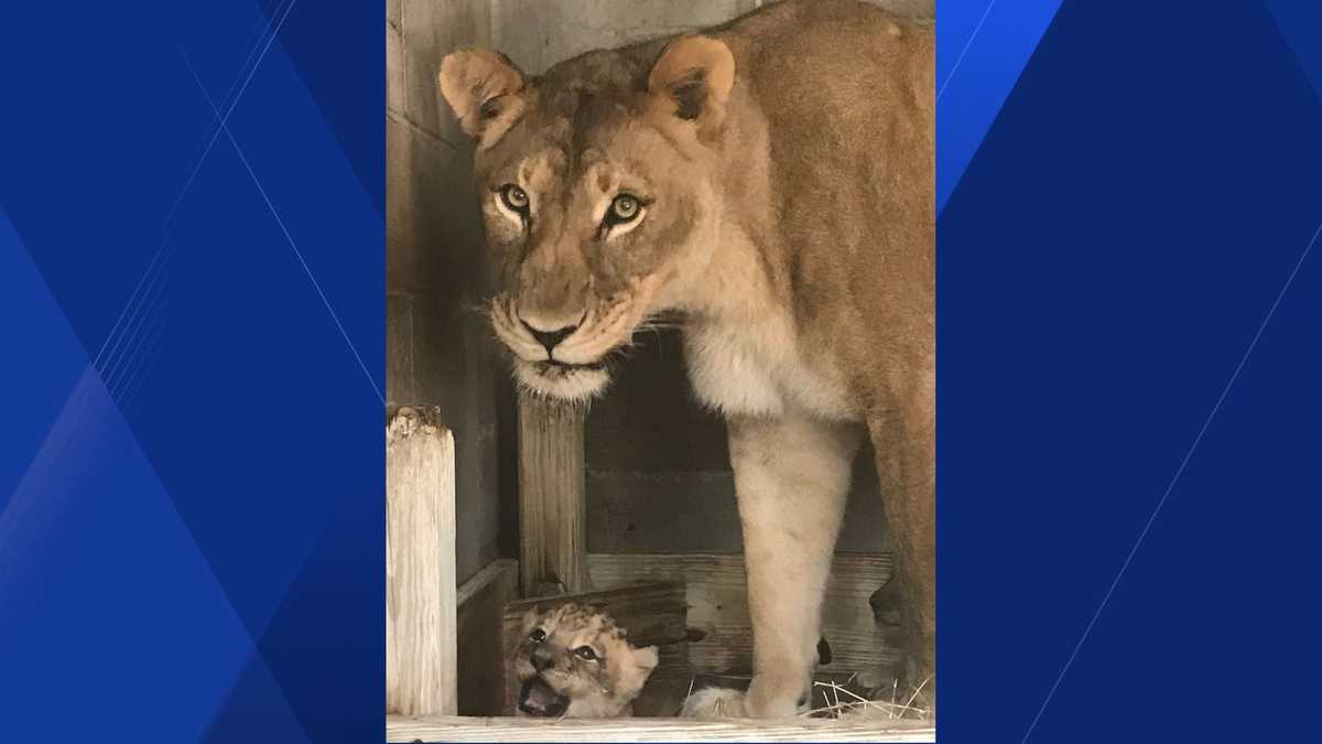 Photos of Shani the African lioness at Naples Zoo