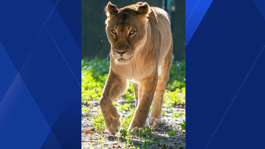 Photos of Shani the African lioness at Naples Zoo