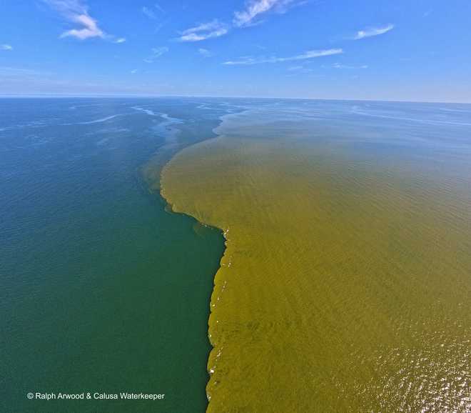 100-square-mile red tide bloom lurks off Southwest Florida coast