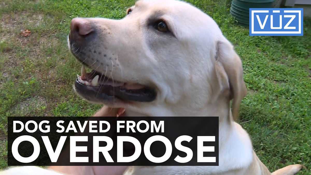 Narcan saves dog's life after getting into pain meds