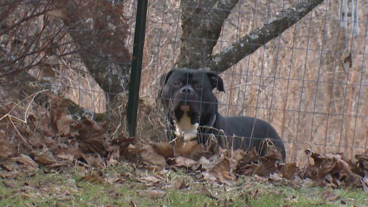 Man killed by dog in Essex, Vermont