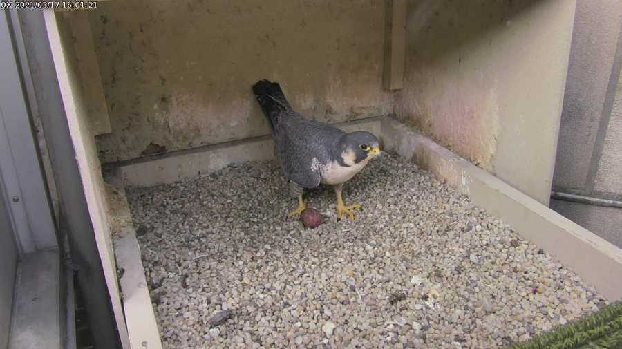 National Aviary announces arrival of falcon egg at Cathedral of ...