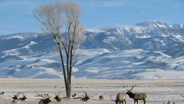 Drone Causes 1500 Elk To Charge In Wyoming Snow