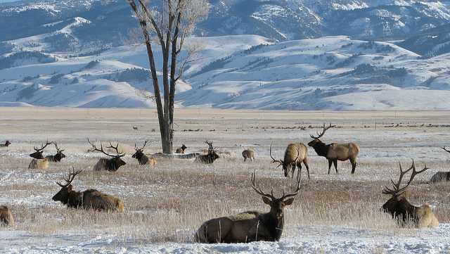 Drone Causes 1500 Elk To Charge In Wyoming Snow