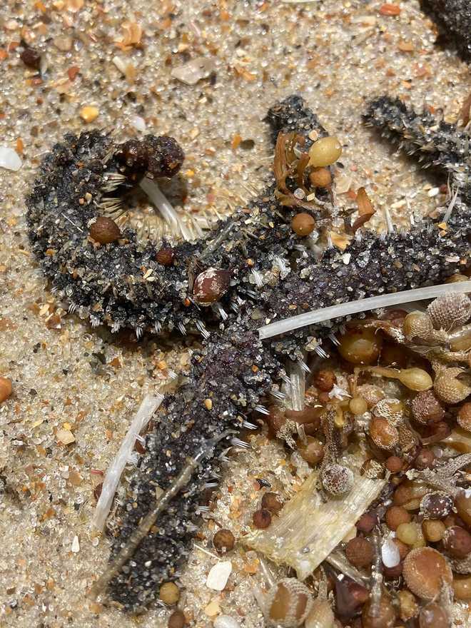 Unidentified sea creature shows up along North Carolina beach