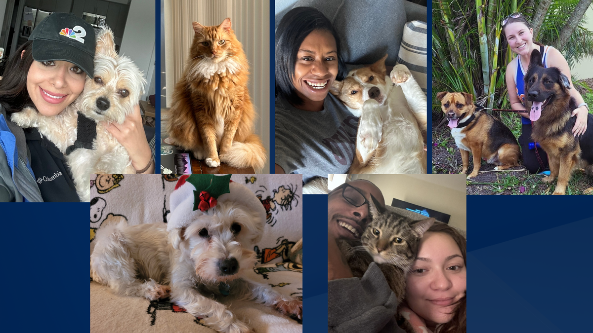 National Shelter Pet Day: Meet NBC2 News team's rescues