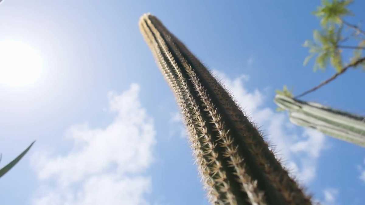 Botanists discover first-ever species to become extinct in U.S. due to ...