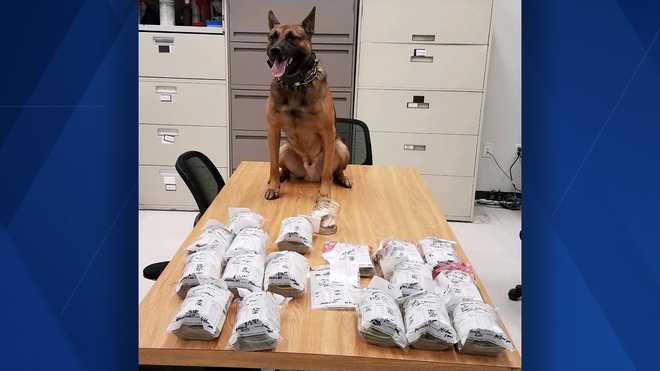 Charlotte County Sheriff's Office mourning death of beloved K-9 Scar