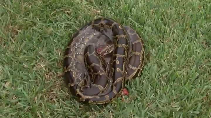 10-foot Burmese python captured behind Lely Resort home