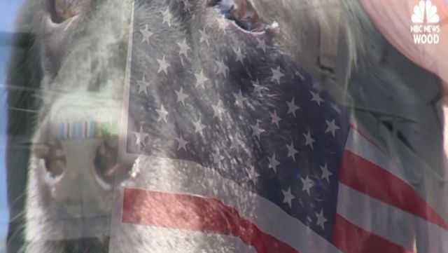 Dying K 9 Marine Gets Tearful Hero S Sendoff