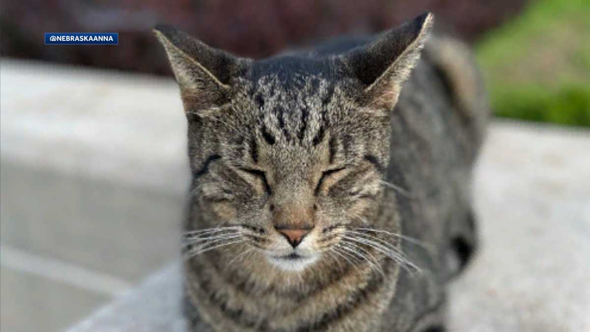Lincoln mascot Cameron the Capitol Cat is missing