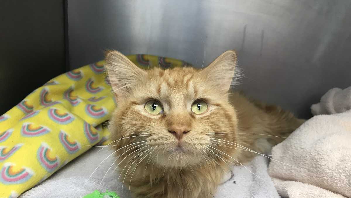 Nebraska Humane Society saves cat that was shot in leg