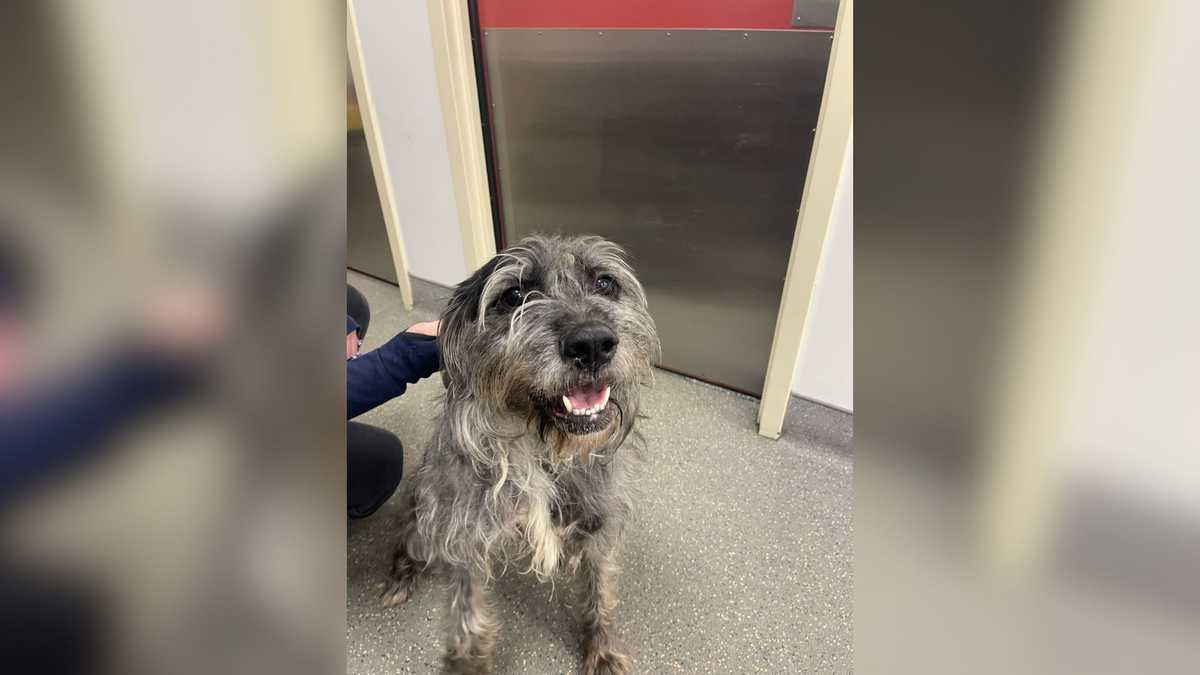 Possibly abandoned dog found safe in Needham after six days in cold ...