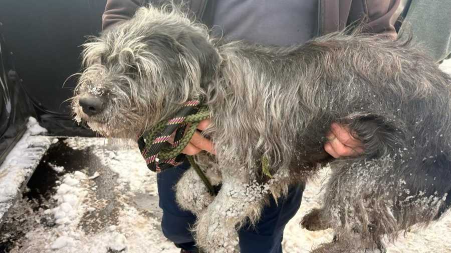 'Dumped' Needham dog found safe after six days in cold, snow, police say