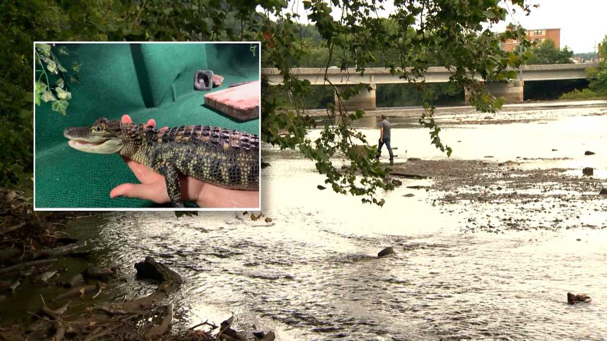 One of the gators rescued from Kiski River among animals killed in ...