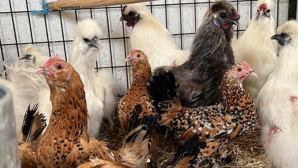 More than 100 farm animals looking for new homes at Nevins Farm