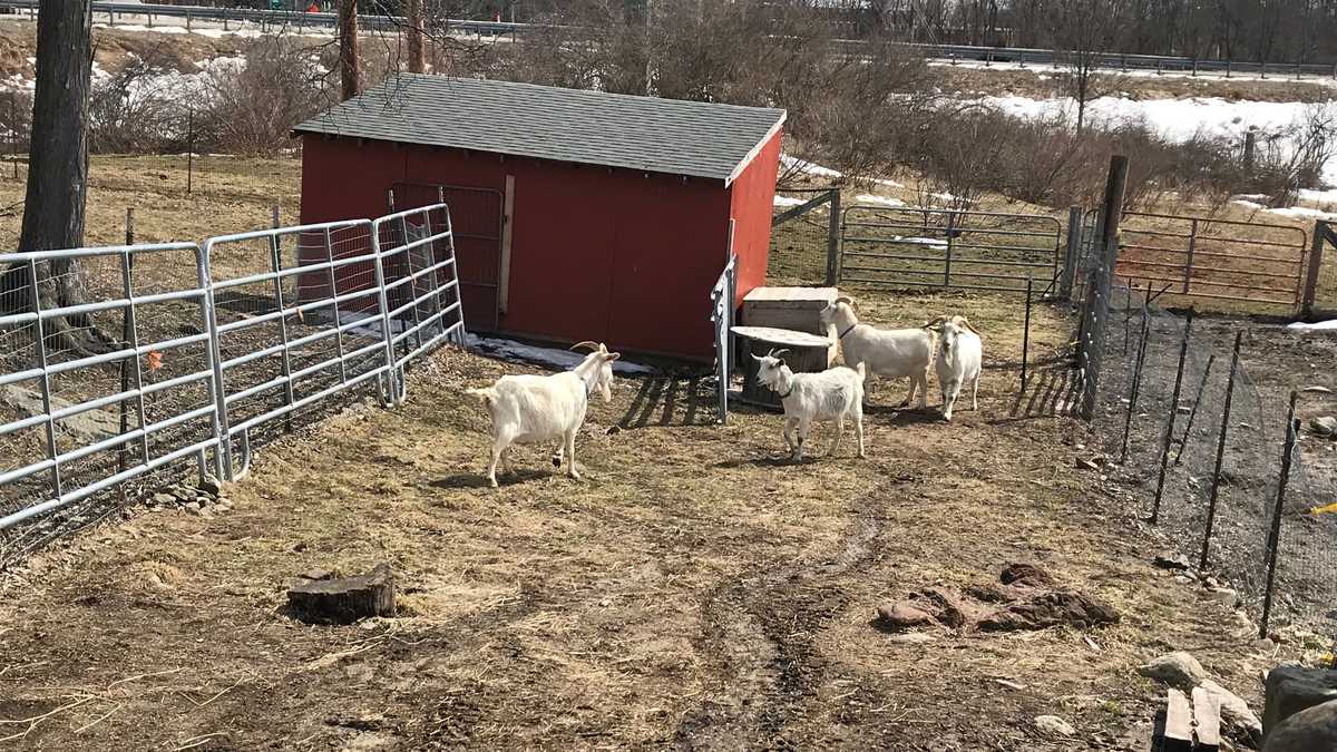Fees waived! These barnyard pals need new homes!