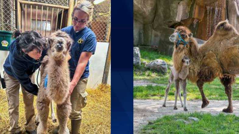 Milwaukee County Zoo welcomes baby Bactrian camel