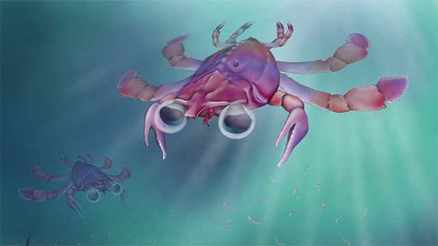 New species of crab discovered based on fossils
