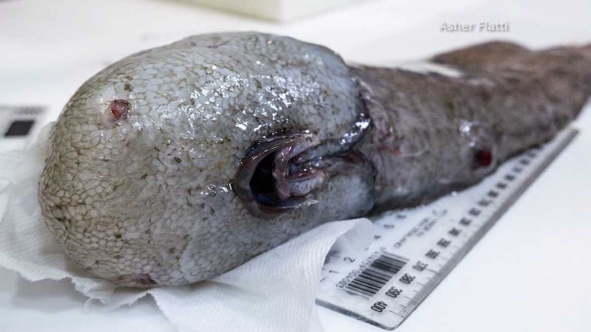 Meet the 'faceless' fish that's giving the internet nightmares