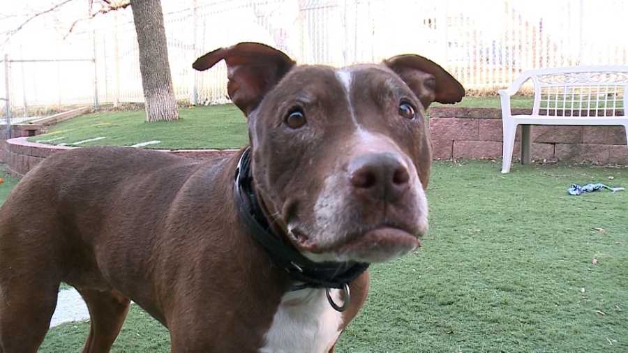 Long-lost dog found in Omaha, heading home to New Mexico