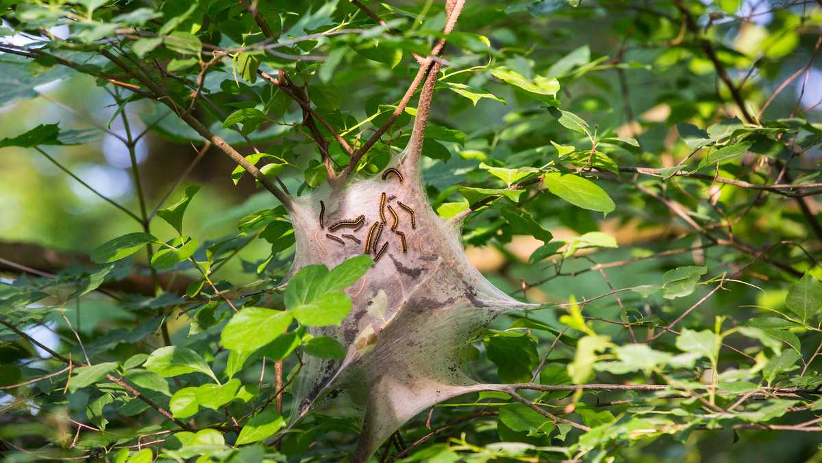 Moth outbreak reported south of Taos