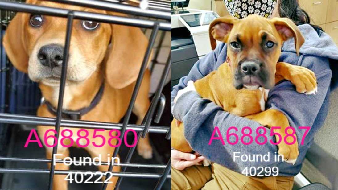 Recognize these dogs? LMAS needs help reuniting strays with their owners