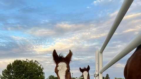 Warm Springs Ranch introduces two new Budweiser Clydesdale members