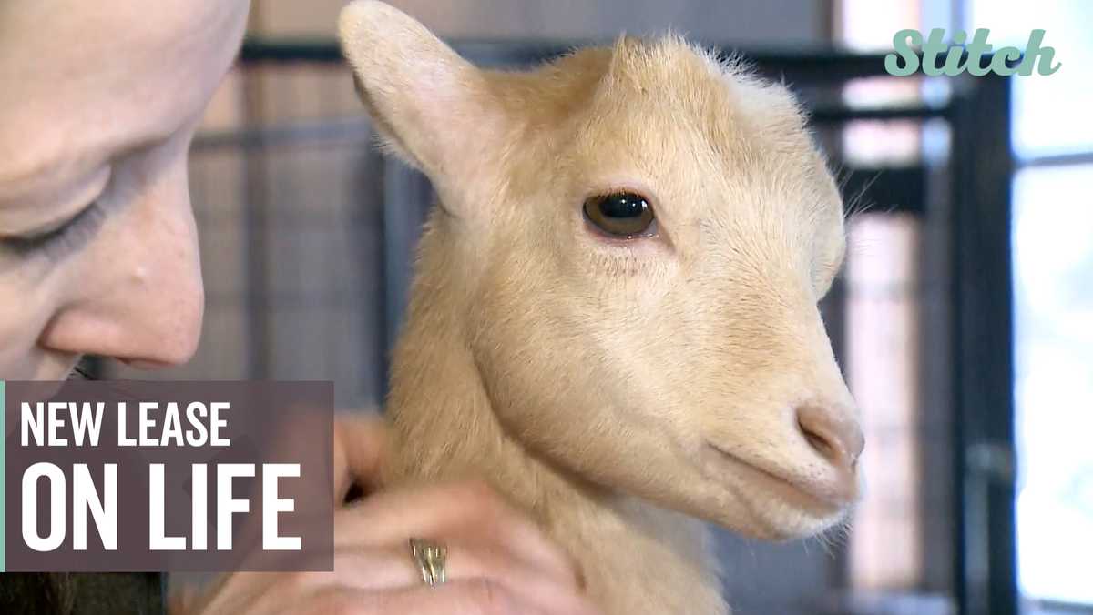 Special-needs rescue animals get new lease on life thanks to group ...