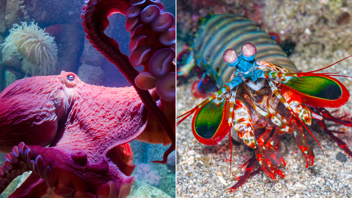 Ring of Fire octopus exhibit to open at Newport Aquarium this weekend