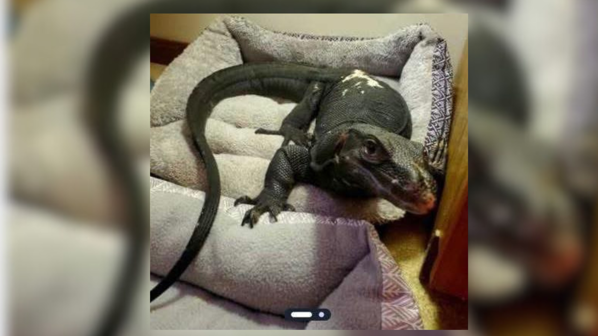 Police, animal control searching for large lizard on the loose in ...