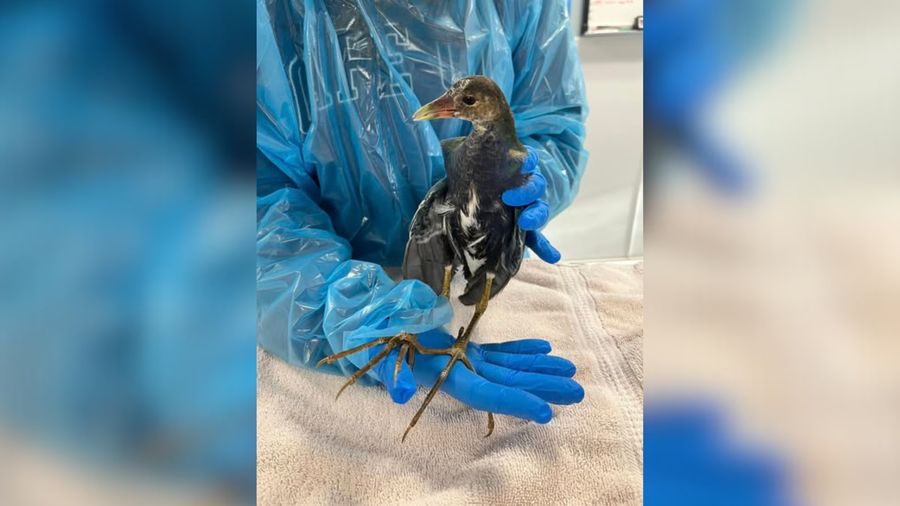 Tropical bird found in Mass. woman's backyard after storm