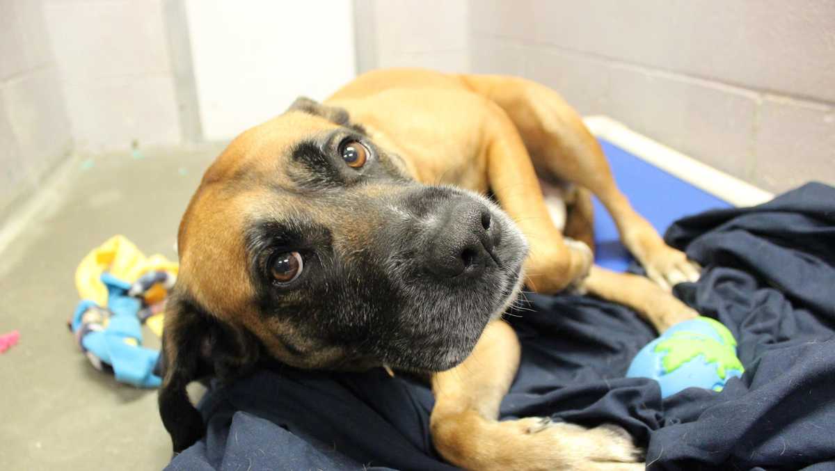 These adorable pets need new homes!
