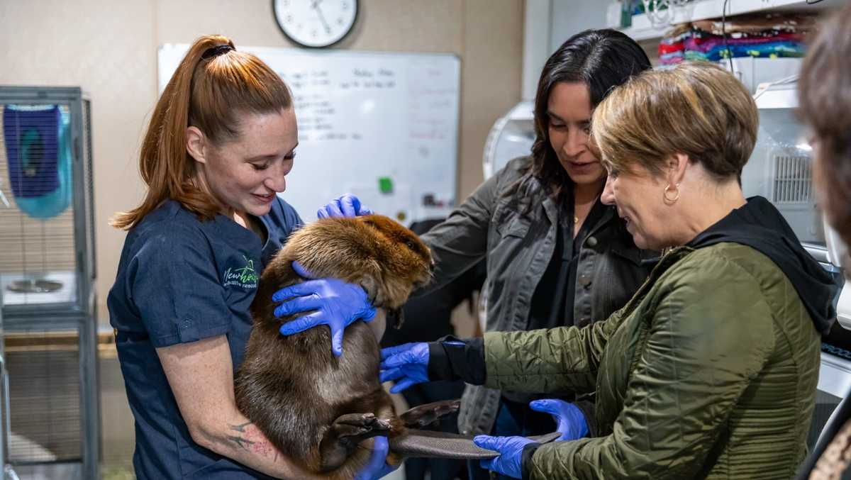 Gov. Healey visits Nibi the beaver at Newhouse Wildlife Rescue