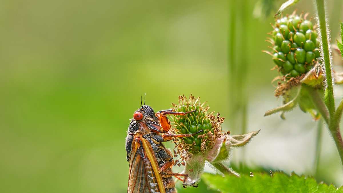Photos: See the Brood X Cicadas emerging in Maryland