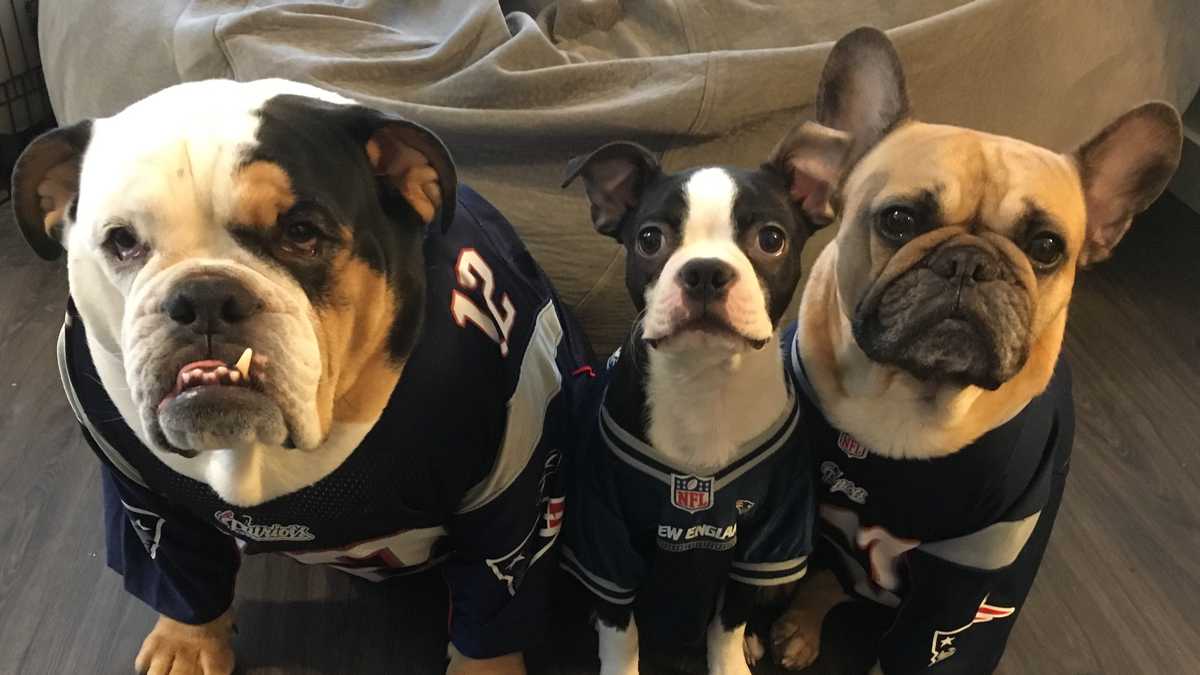 Meet the cutest Patriot fans gearing up for Super Bowl Sunday