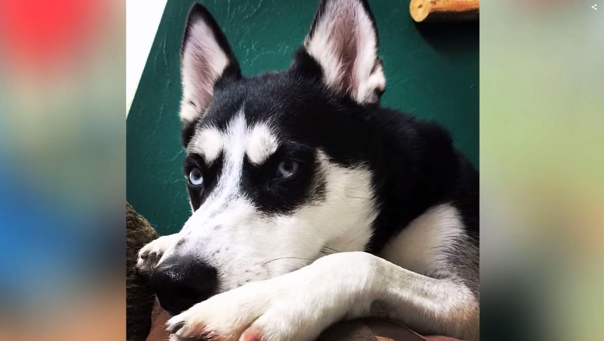 Owner faces charges after husky went on 'killing spree' that left 30 ...