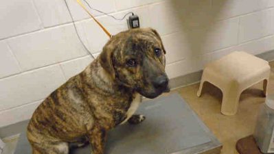 Edmond animal shelter in desperate need to find homes for pets