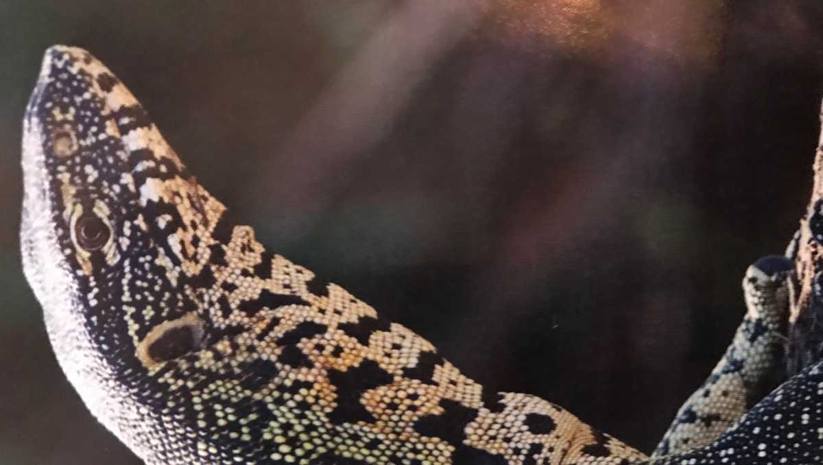 FWC continues plea to public to help control Nile Monitor population
