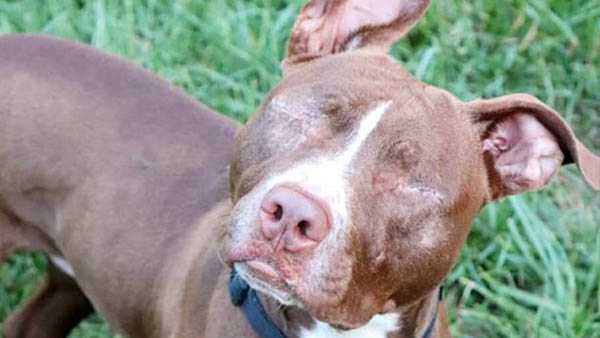 NKY dog with no eyes sets sights on new home