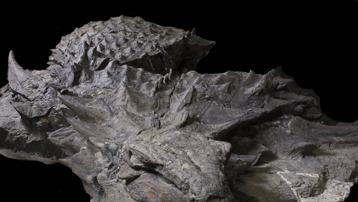 Shockingly lifelike dinosaur fossil makes public debut