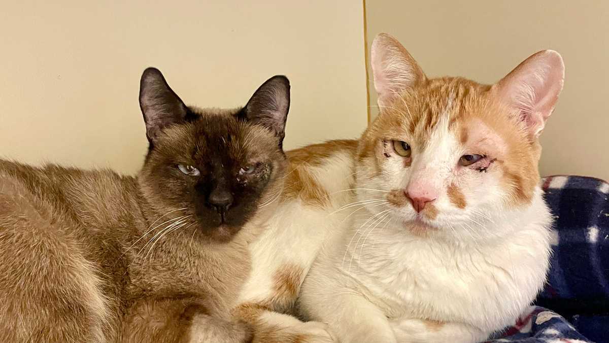 Shelter cats form inseparable bond after surgery at ARL; Seek forever home