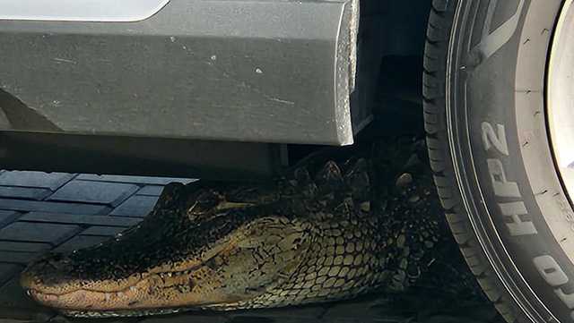 Gator spotted sitting under car in North Port